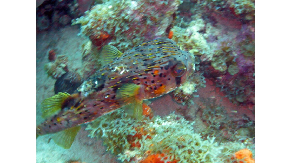 Poisson porc-épic.JPG, - Geo.fr