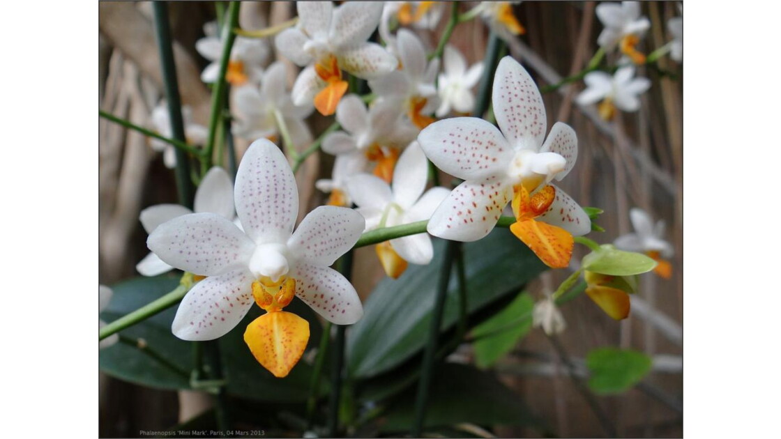Phalaenopsis 'Mini Mark', Cette orchidée miniature... - Geo.fr