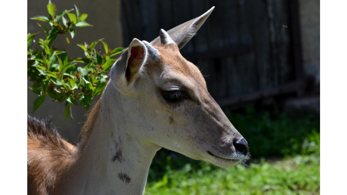 Biche, ma biche ...., - Geo.fr