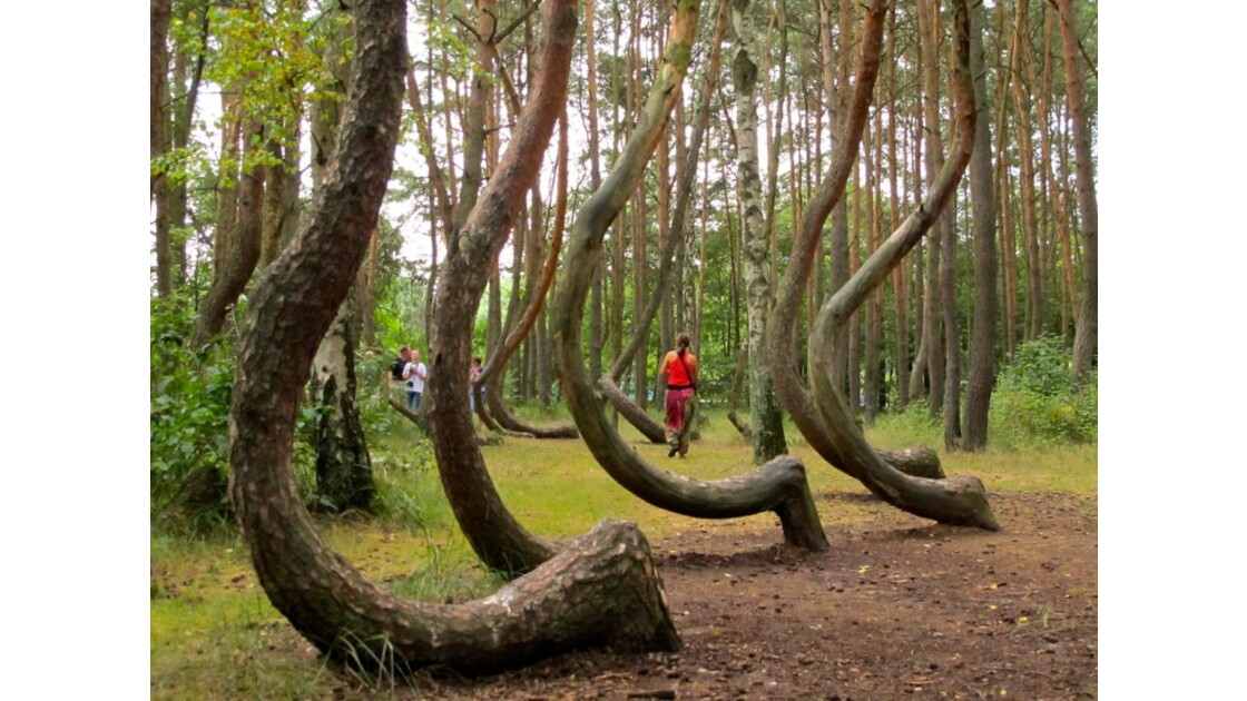 arbre_tordu_3.JPG, - Geo.fr