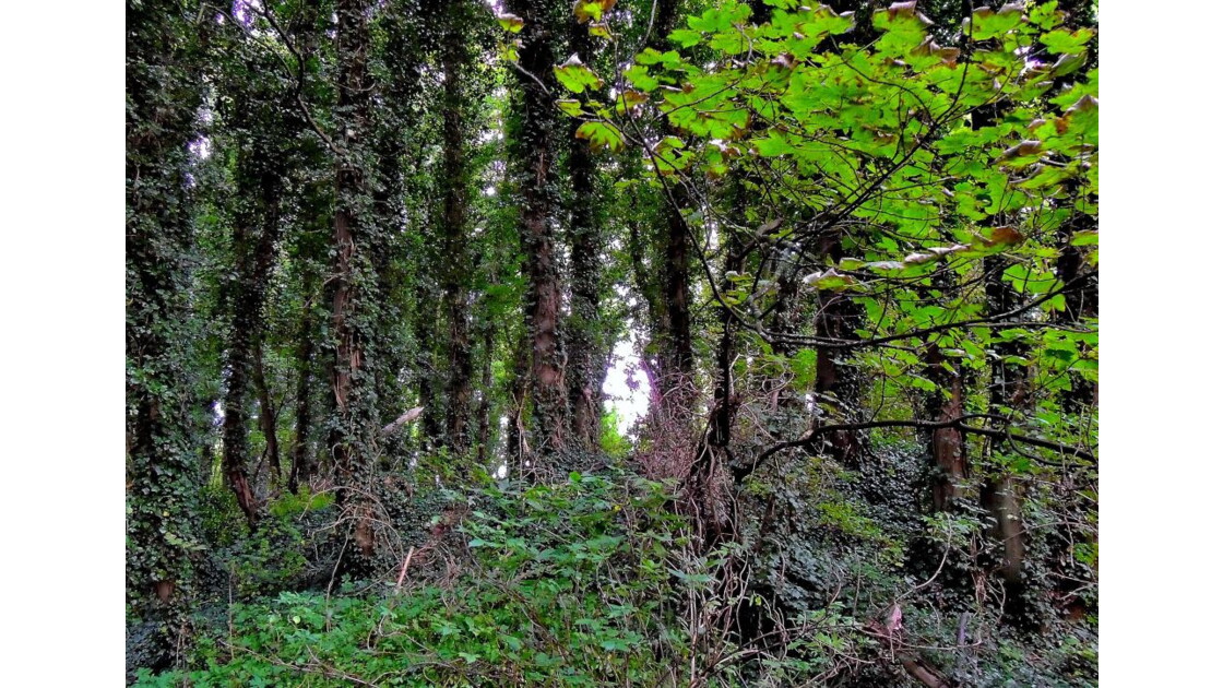 Promenade dans le bois , - Geo.fr