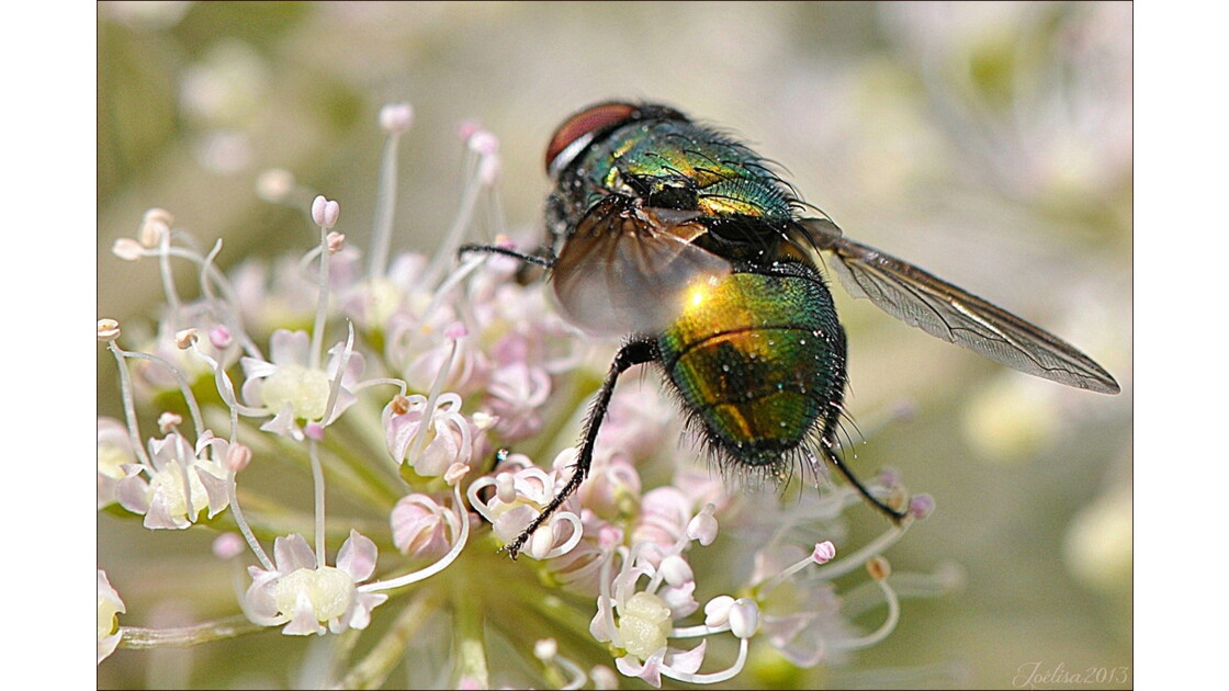 La mouche aux mille couleurs..., La macro rend beau... - Geo.fr