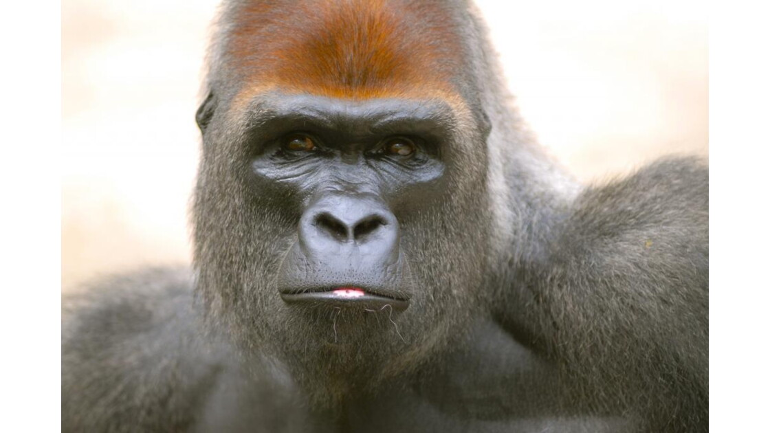 Qu'est-ce qu'elle a ma gueule?, - Geo.fr