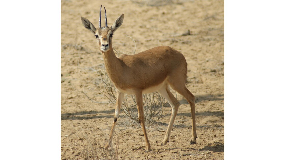 La gazelle du désert, Dans le désert du Thar (Rajasthan-... - Geo.fr