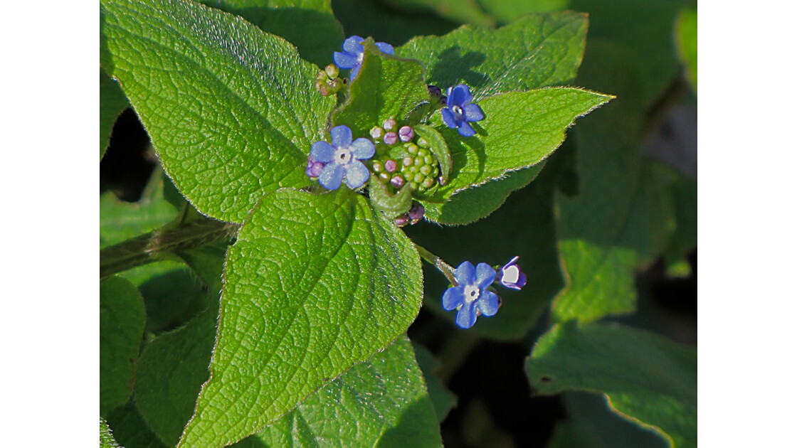 Miosotis.jpg, - Geo.fr