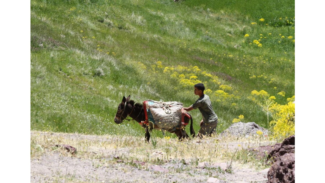 Le jeune muletier, Transport de sable et de ciment... - Geo.fr