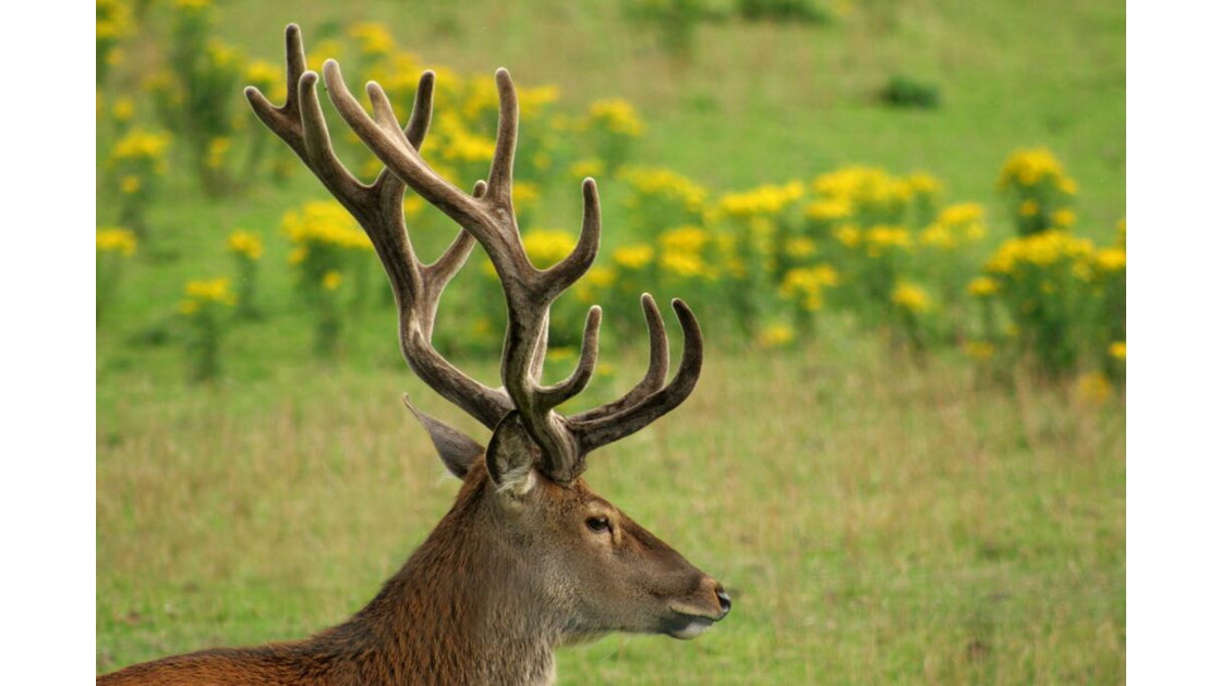 Profil de Cerf, - Geo.fr