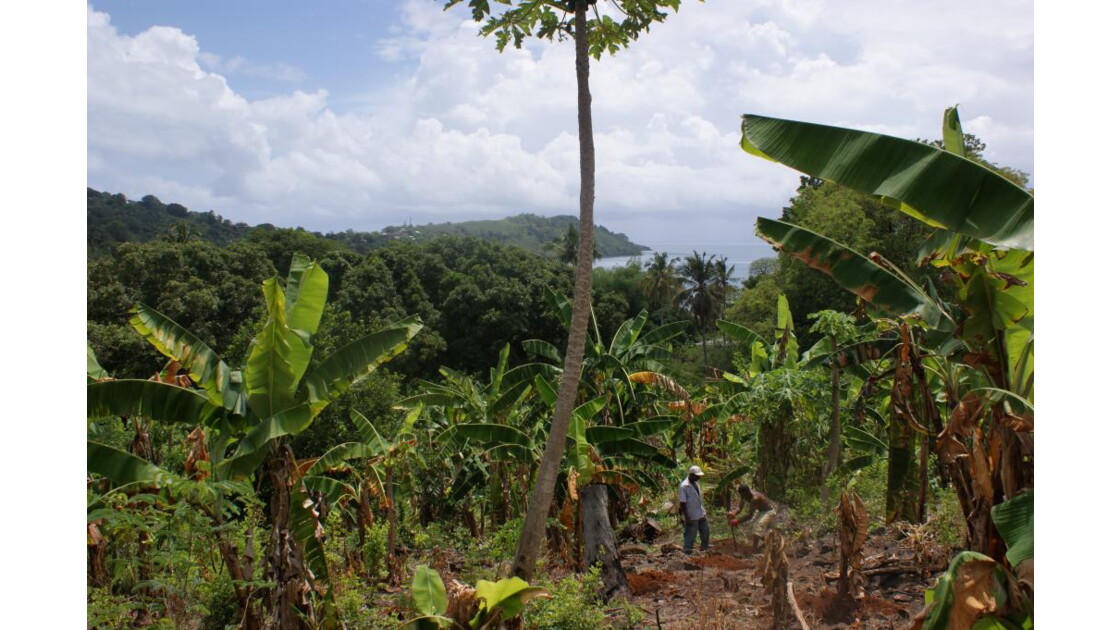 Plantation_de_bananiers.JPG, - Geo.fr