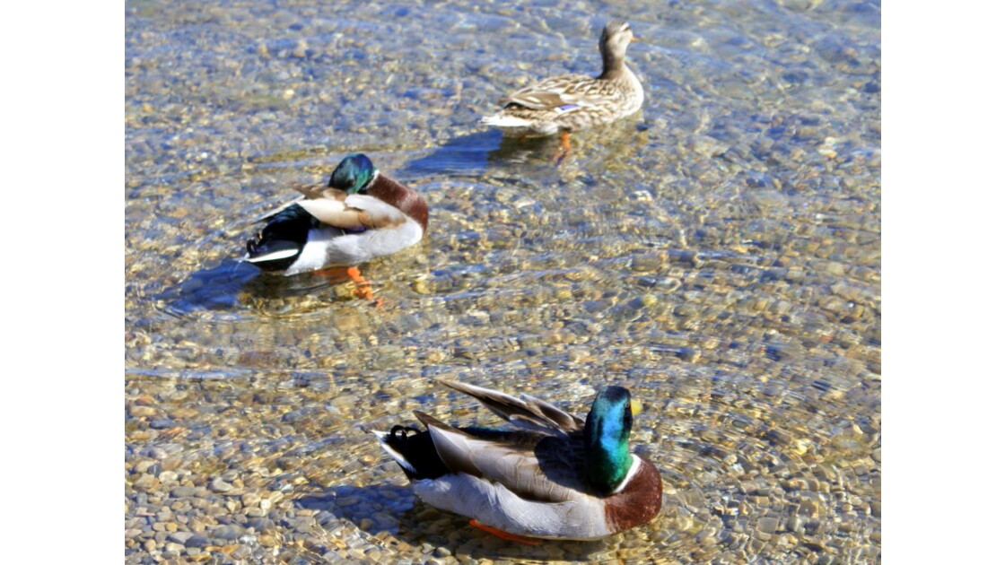 Les 3 canards, - Geo.fr