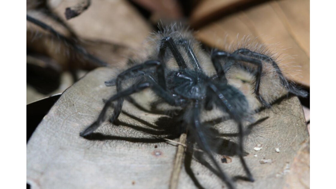 PETITE_MIGALE.JPG, - Geo.fr