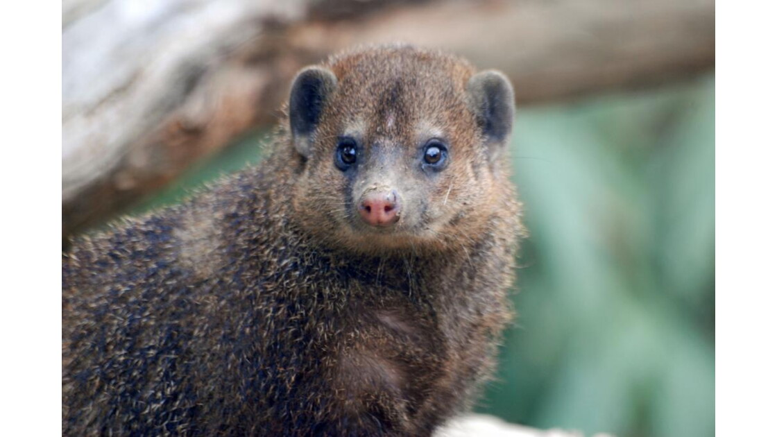 Mangouste noire 2010 04 14 (237).JPG, Pensionnaire... - Geo.fr