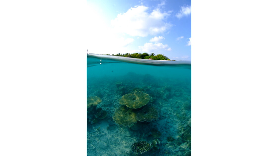 Terre & Mer, Mi air Mi eau - Geo.fr