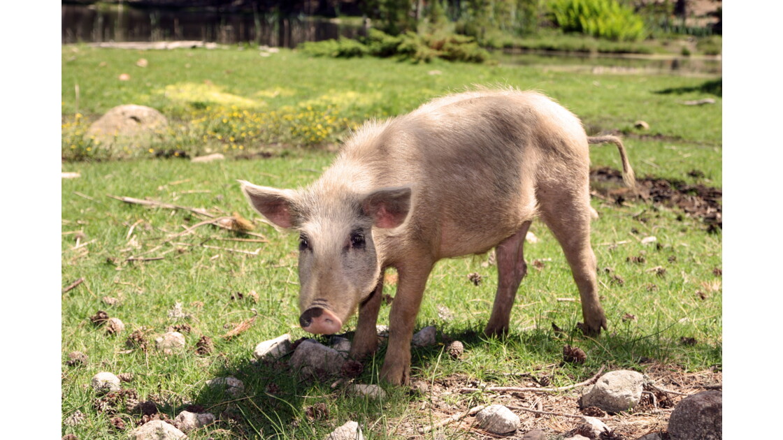 Cochon sauvage Lac de Creno corse du sud, Cochon sauvage... - Geo.fr
