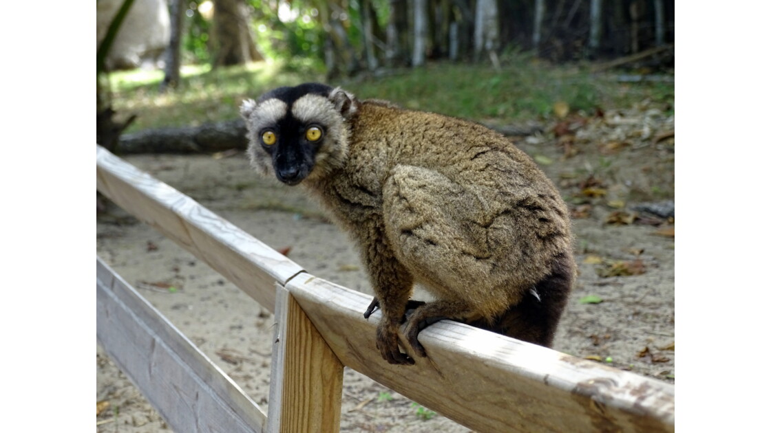 Le Maki de Mayotte, Le Maki de Mayotte ou Comba est... - Geo.fr