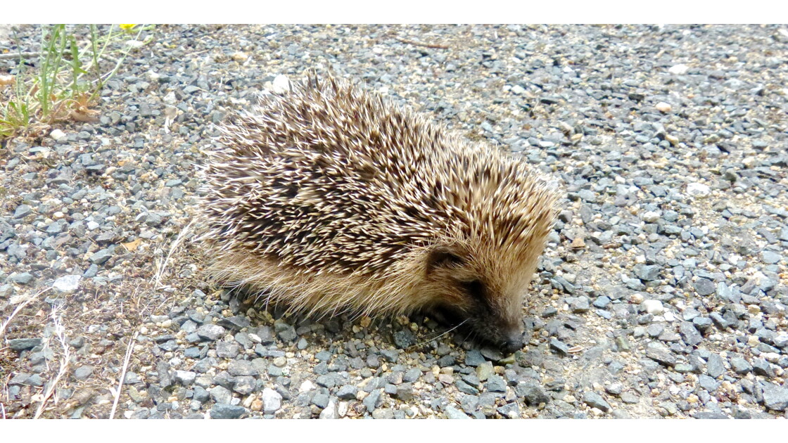 hérisson, hérisson - Geo.fr
