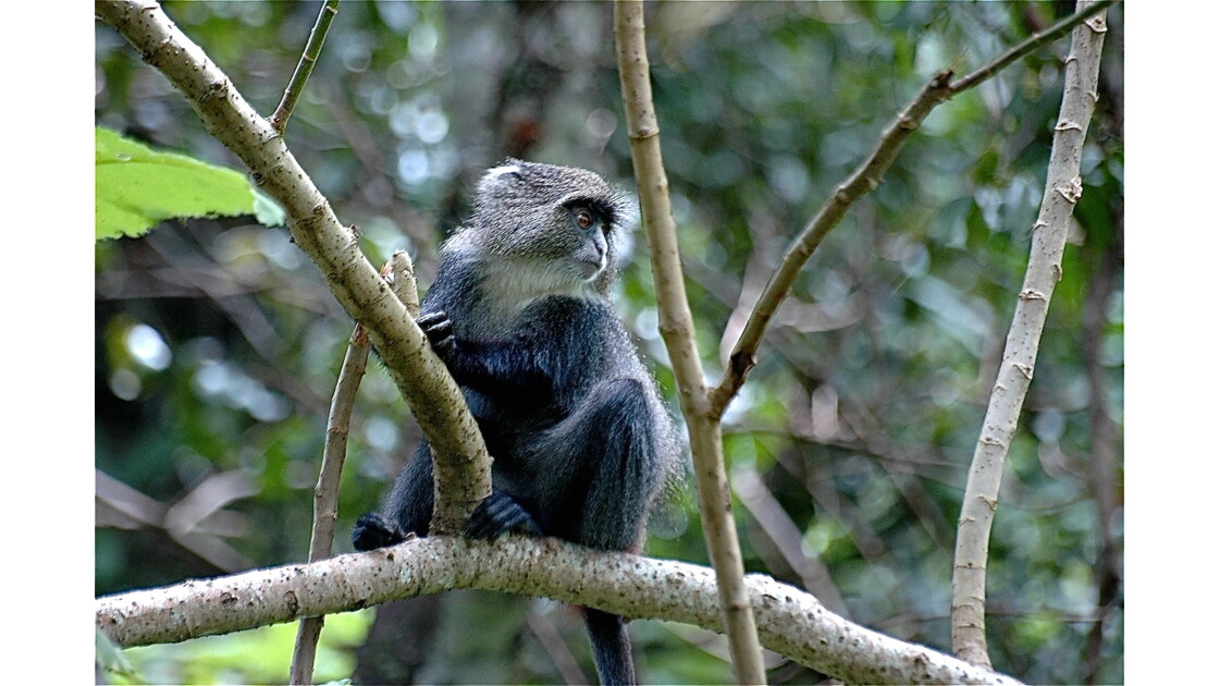 Singe Bleu, Le singe bleu est le grand angoissé de... - Geo.fr