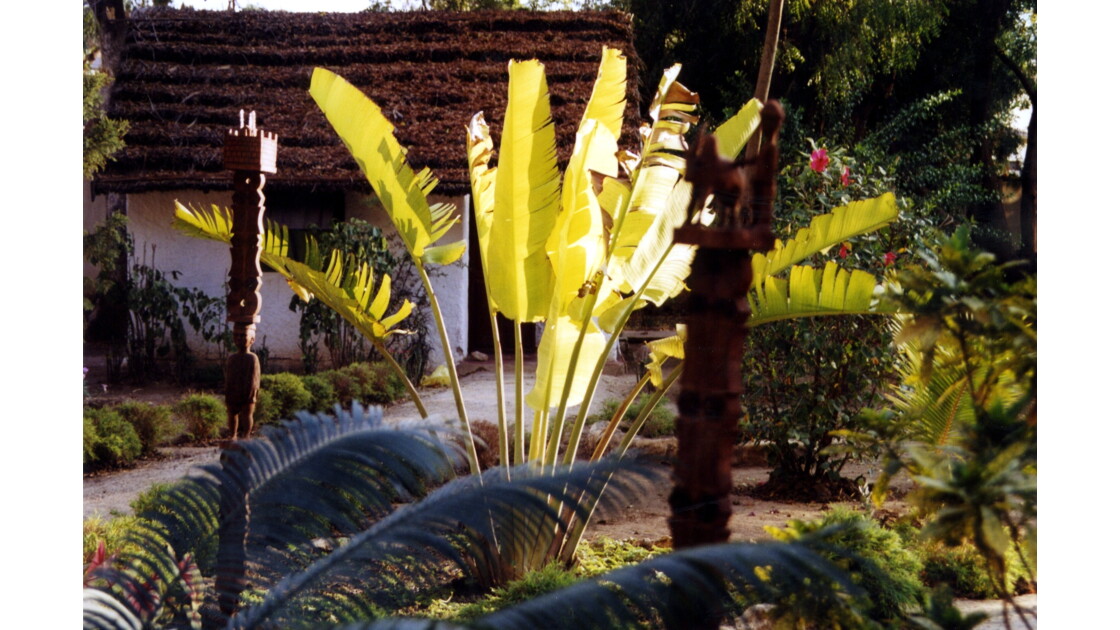 Ravinala, Ravinala, l'arbre emblème de Madagascar. - Geo.fr