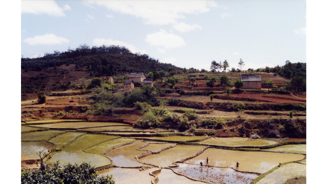 Rizières de Madagascar, Madagascar, la grande île,... - Geo.fr