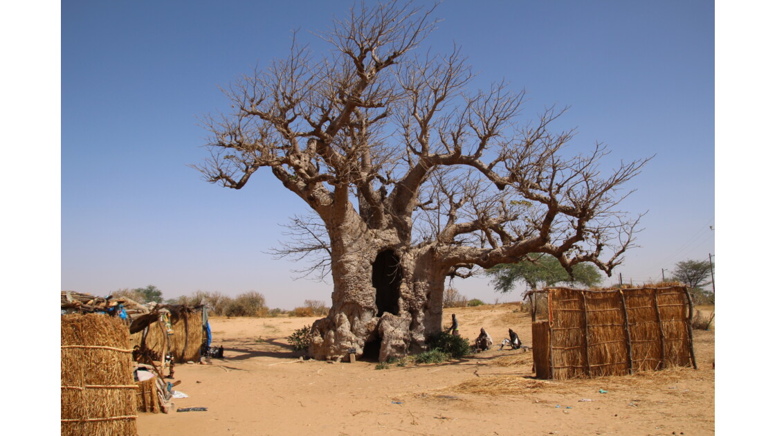 baobab, - Geo.fr