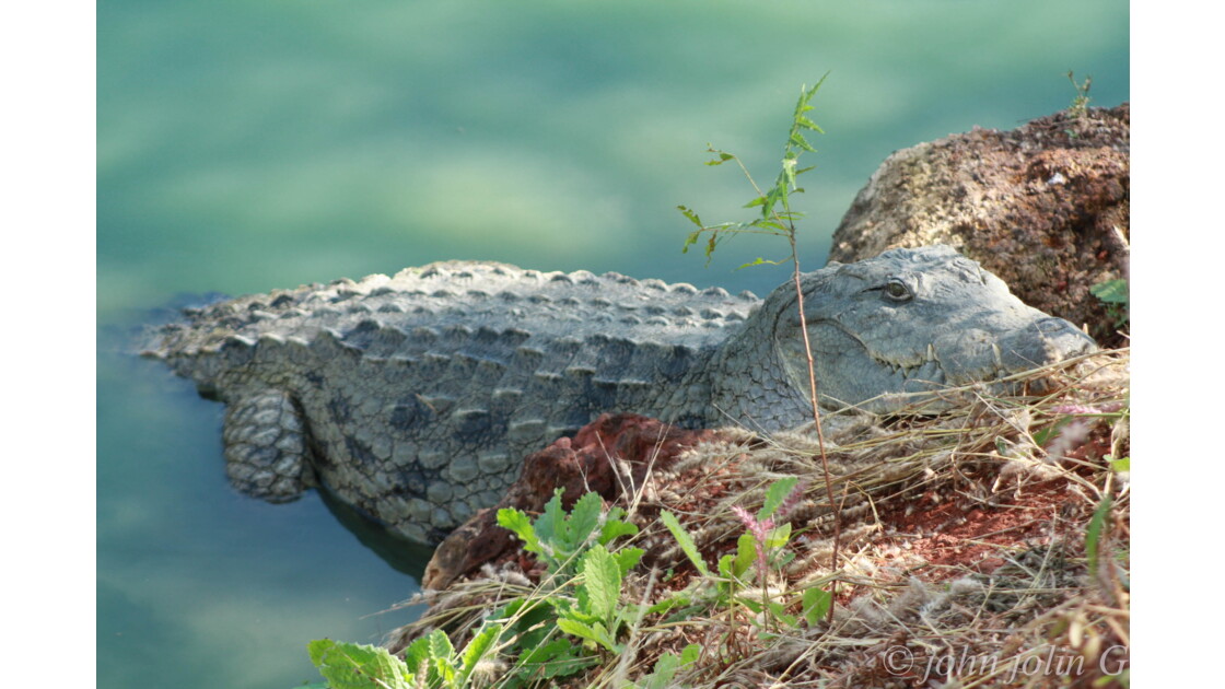 faune du Sénégal, - Geo.fr