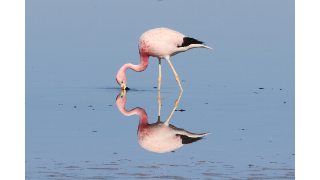 Flamand, Flamand rose dans le salar Chaxa - Geo.fr