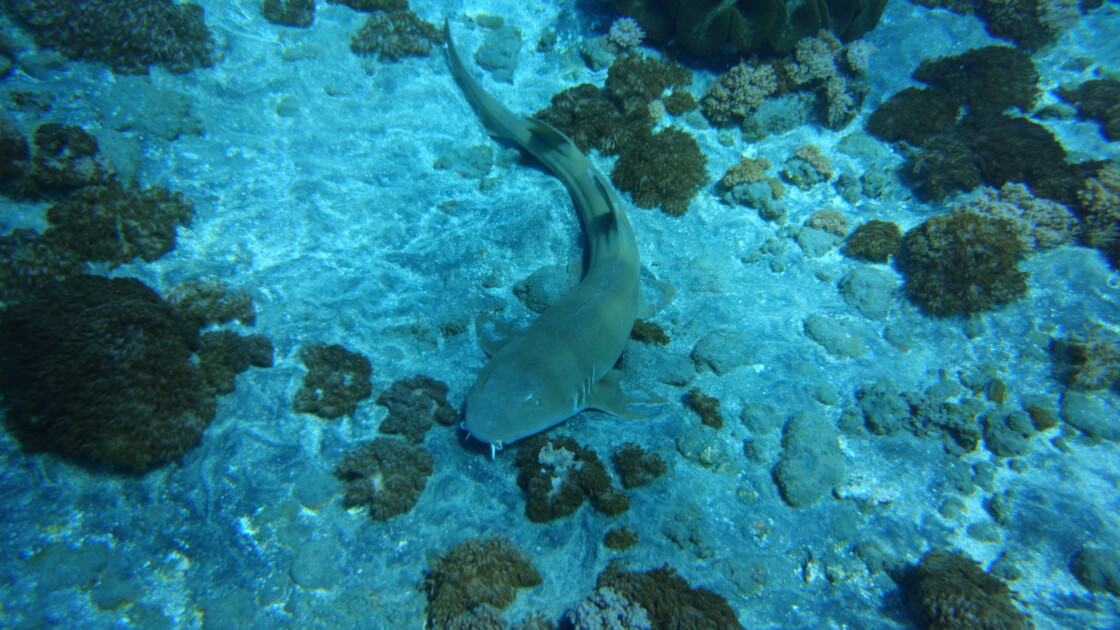 Requin nourrice, - Geo.fr