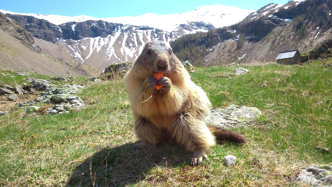 Marmotte, A la sortie de l'hiver, elles sont affamées... - Geo.fr