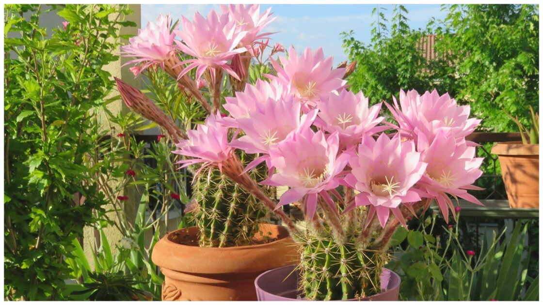Cactus en fleurs, Cactus échinopsis en fleurs en juin... - Geo.fr