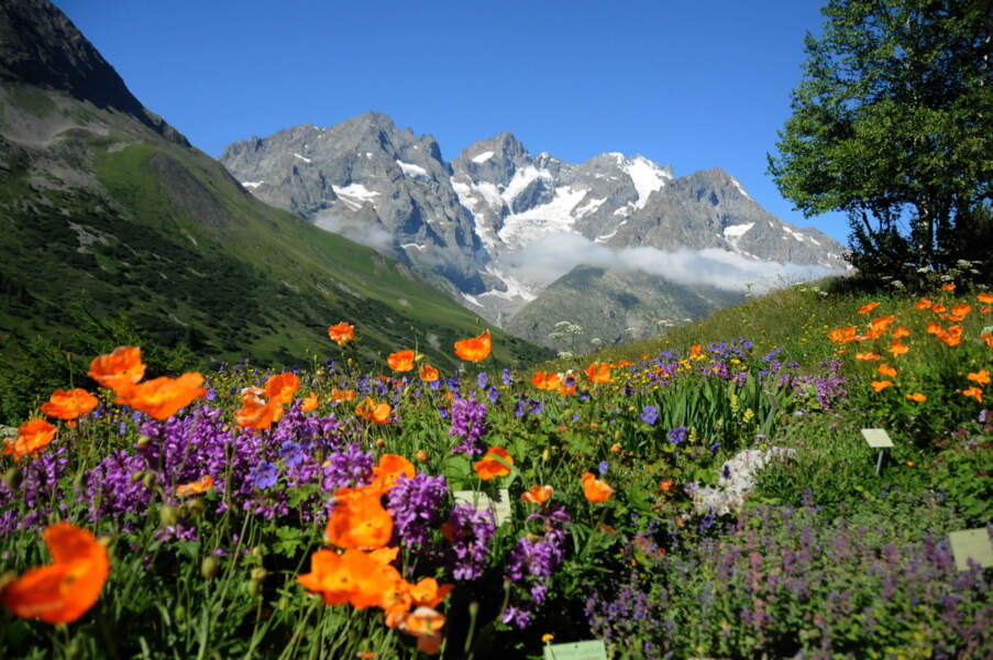 Hautes-Alpes : au jardin du Lautaret, un tour du monde des fleurs de ...