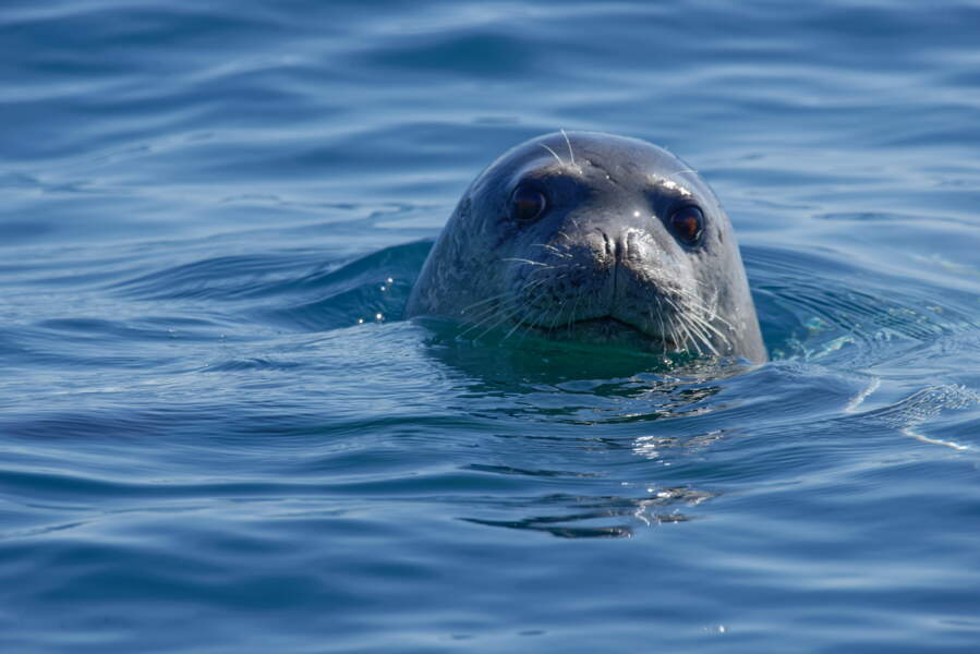 Le phoque moine, un animal méconnu des eaux méditeranéennes - GEO