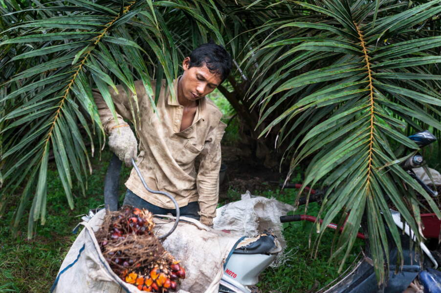 Enquête sur la déforestation en Indonésie - GEO