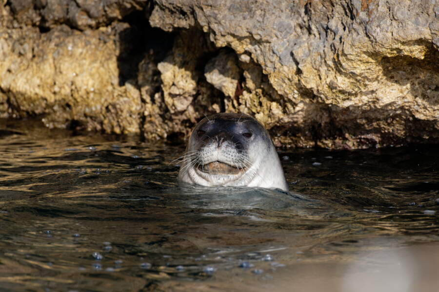 Le phoque moine, un animal méconnu des eaux méditeranéennes - GEO
