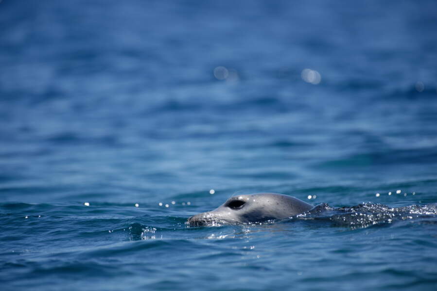 Le phoque moine, un animal méconnu des eaux méditeranéennes - GEO