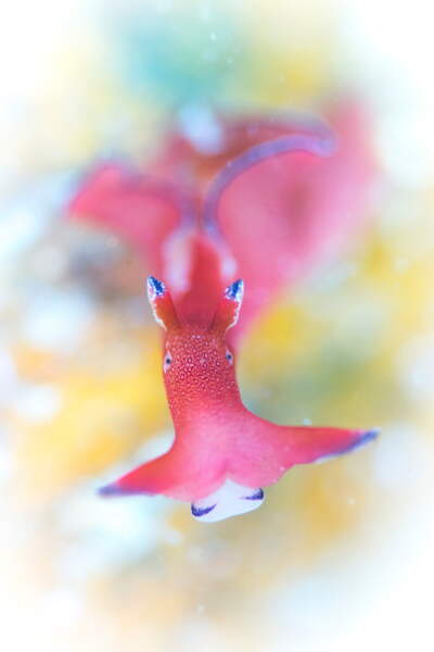 Underwater photographer of the year : les plus belles photos sous ...