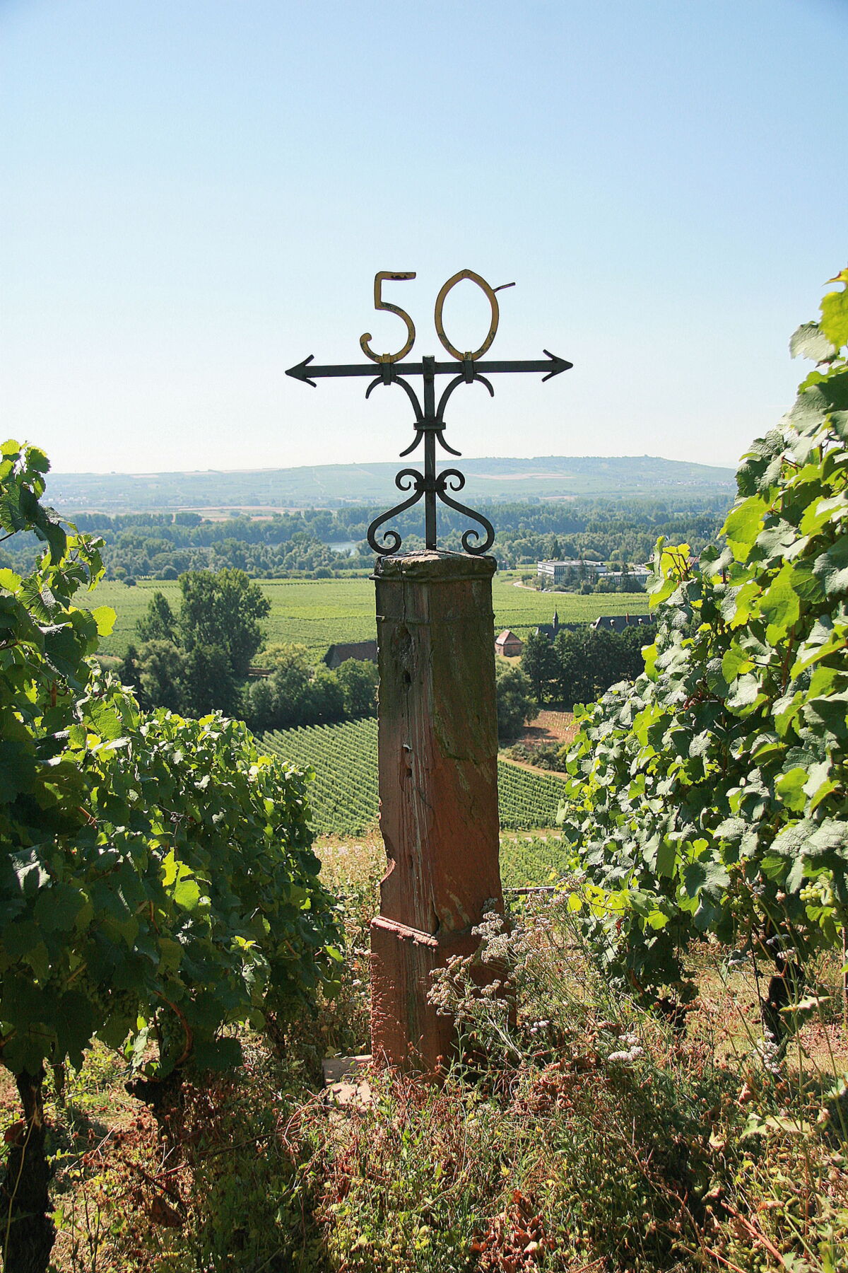 Vignobles millénaires à travers le monde : culture et représentations - GEO
