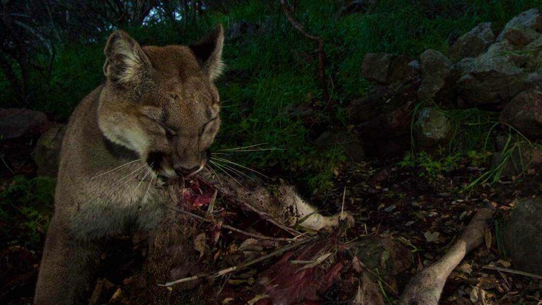 Magnifiques animaux sauvages photographiés par des camera traps - GEO