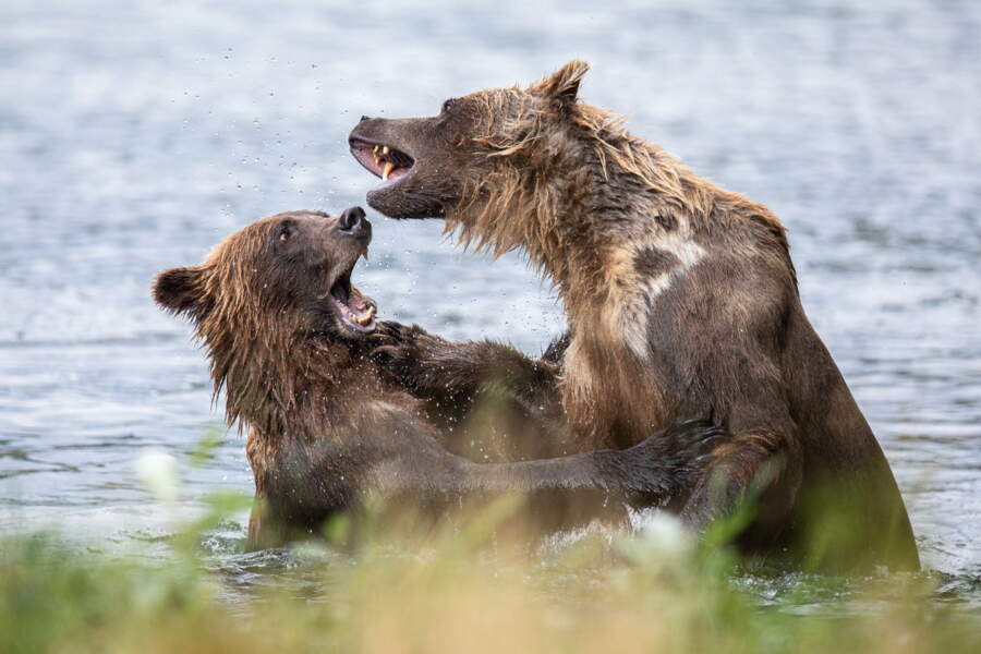 Les plus belles photos de faune sauvage de 2019 - GEO