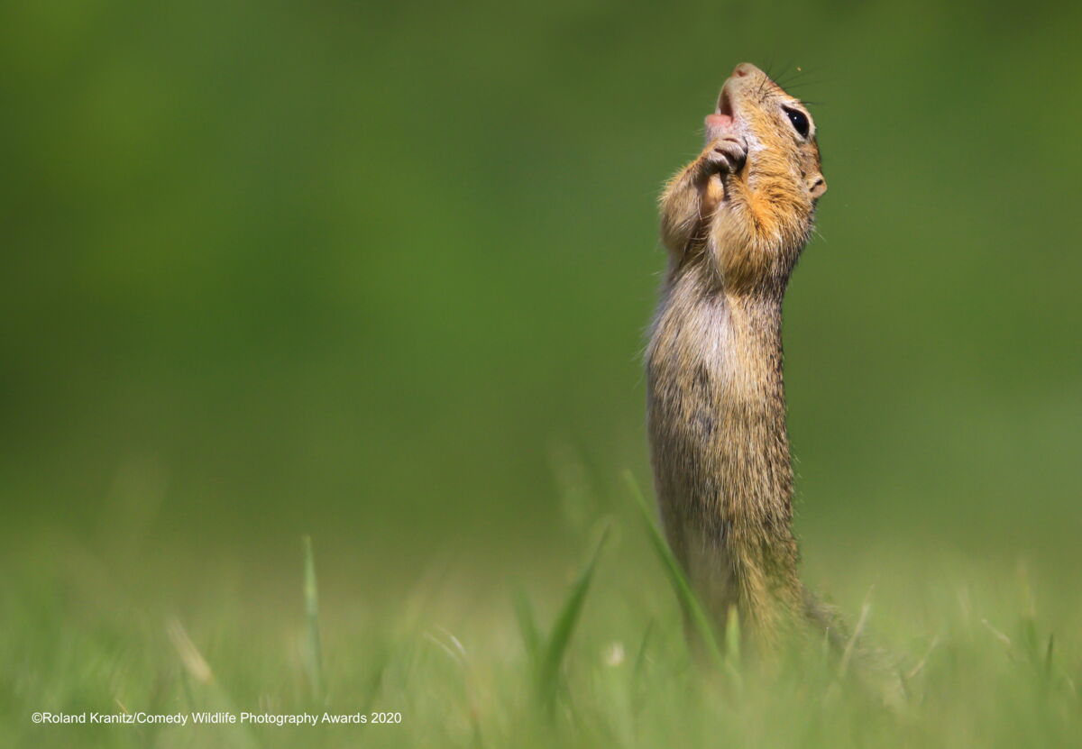 Comedy Wildlife Photography Awards 2020 : les photos d'animaux les plus ...