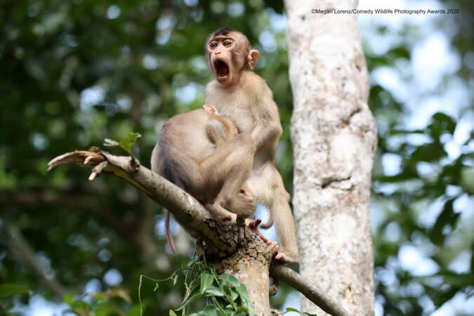 Comedy Wildlife Photography Awards 2020 : les photos d'animaux les plus ...