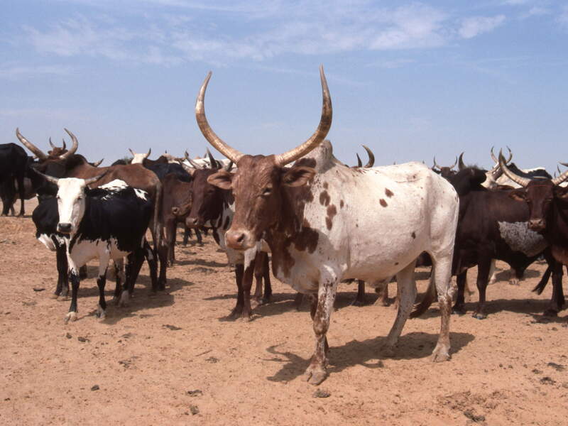 La traversée légendaire du Niger - GEO