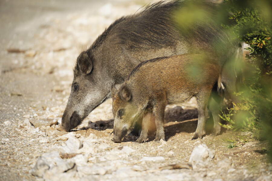 Ces animaux fascinants qui vivent en Provence - GEO