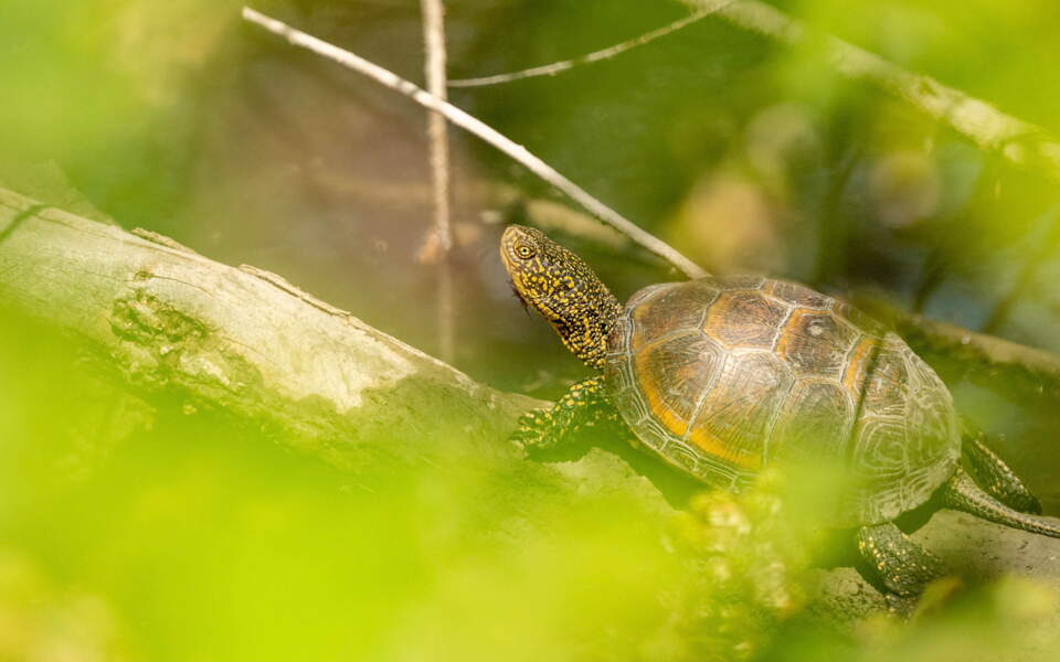 Ces animaux fascinants qui vivent en Provence - GEO