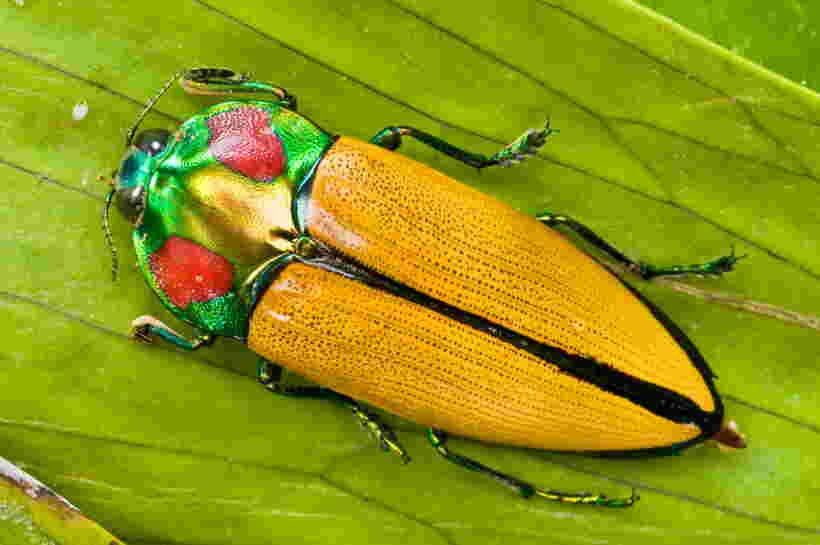 5 espèces endémiques de Papouasie-Nouvelle-Guinée, arche de Noé du ...