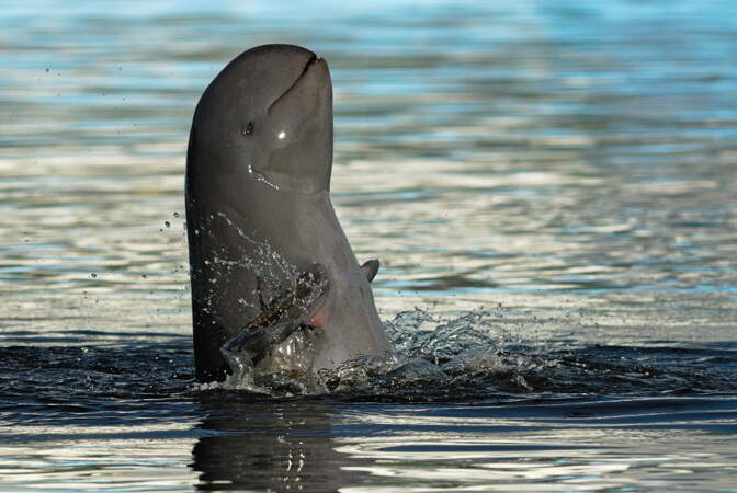 10 espèces de dauphins en grand danger d’extinction - GEO
