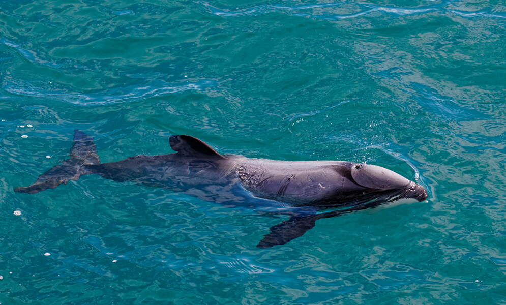 10 espèces de dauphins en grand danger d’extinction - GEO