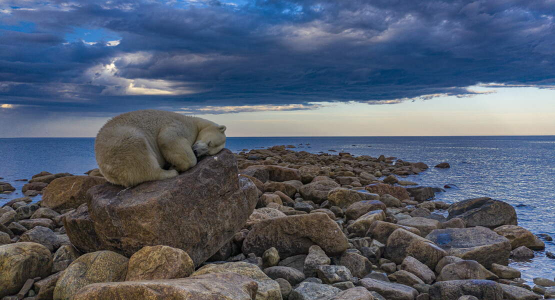 Martin Gregus, photographe en immersion avec l’Ursus maritimus. - GEO