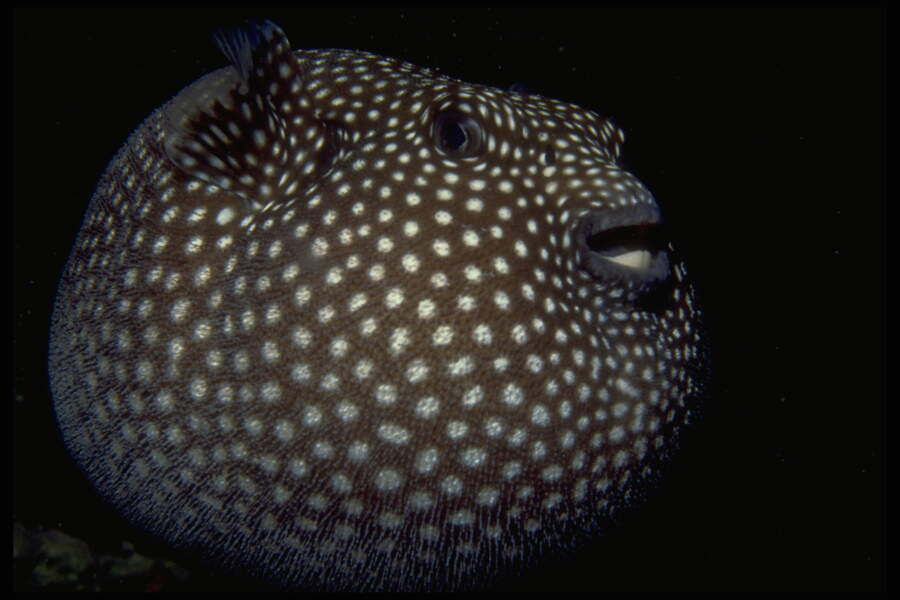 Les 10 poissons les plus étranges et fascinants - GEO