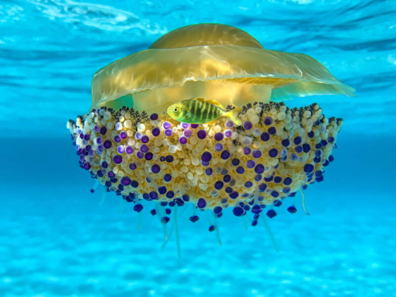 Les plus incroyables photos aquatiques récompensées par le concours ...