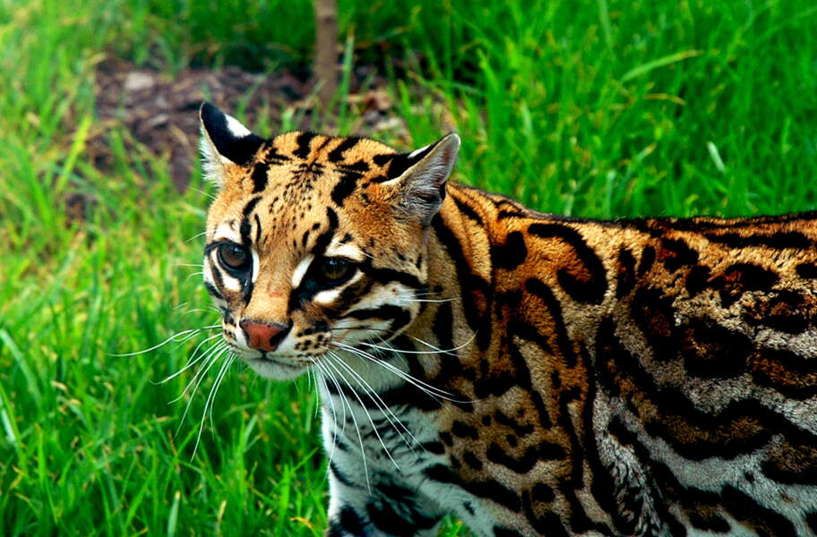 Ces espèces de félins méconnues - GEO