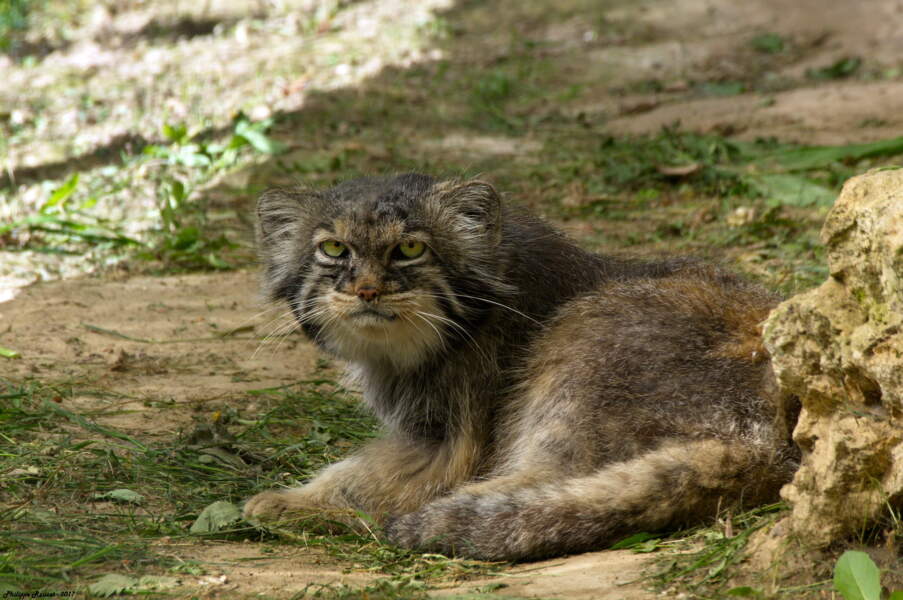 Ces espèces de félins méconnues - GEO